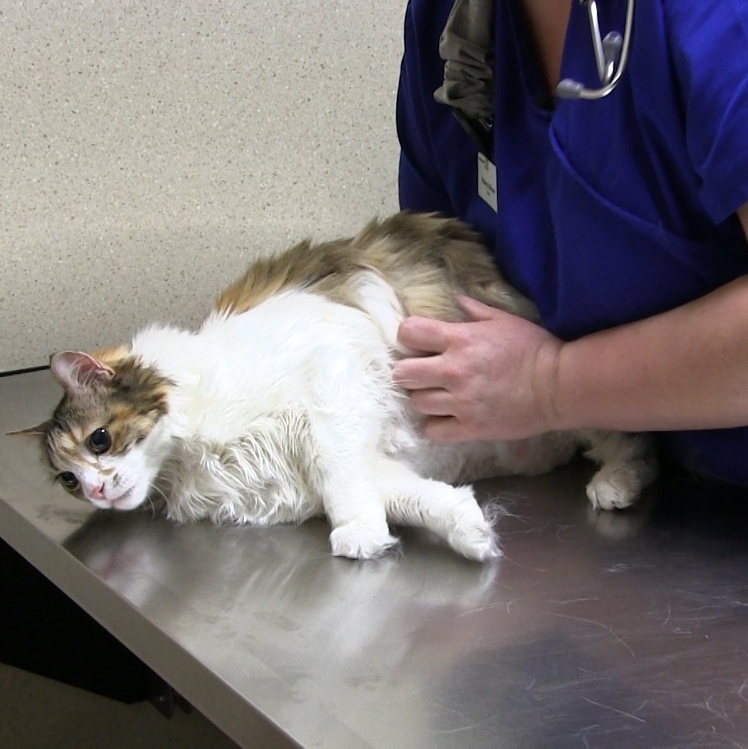 Considerations for Scruffing Feline Patients | atdove.org