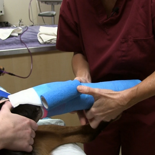 Ortho-Glass Splint | atdove.org