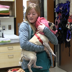 Restraint Techniques for Brachycephalic Dogs | atdove.org